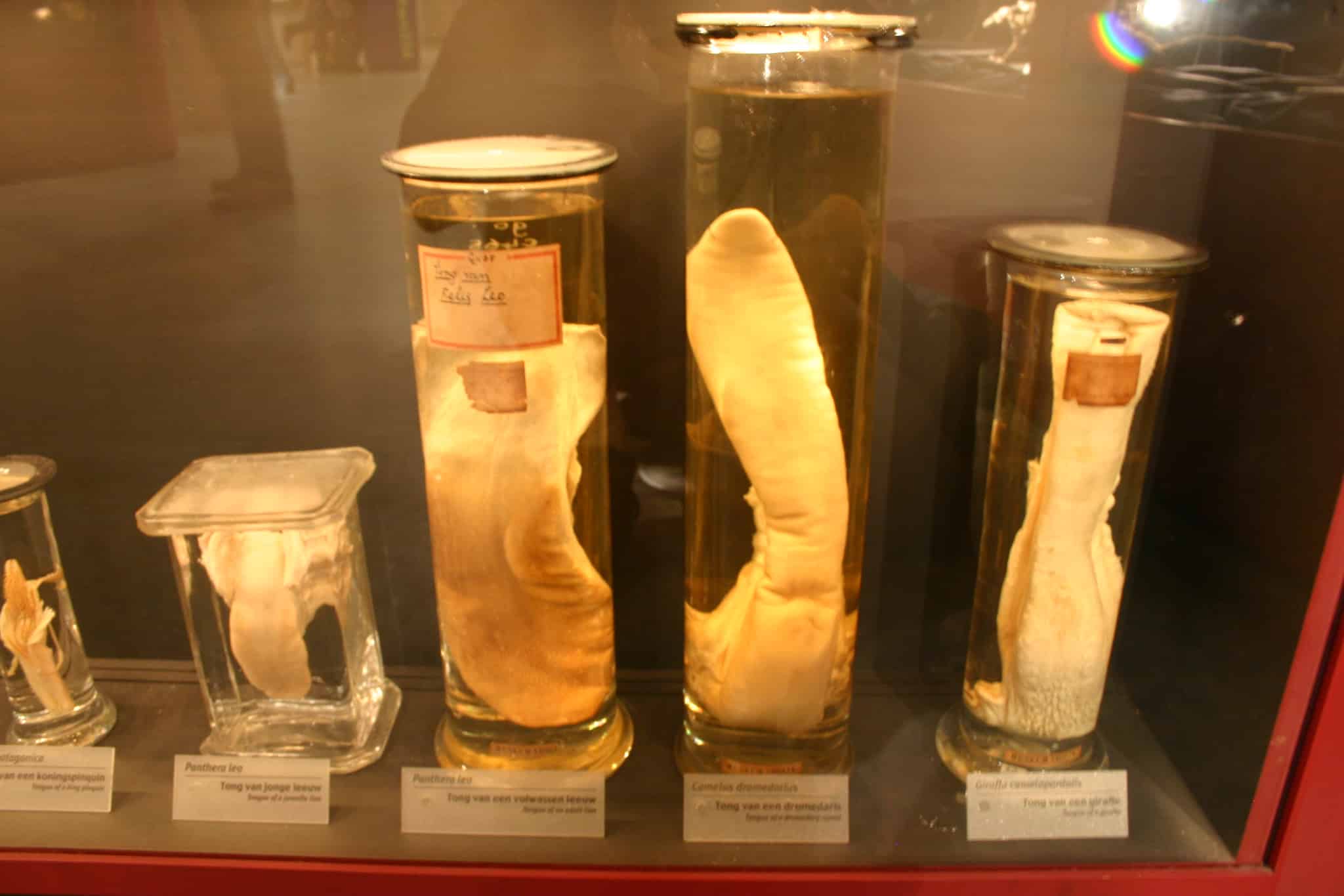 Musée Vrolik : un cabinet de curiosité au centre d’Amsterdam